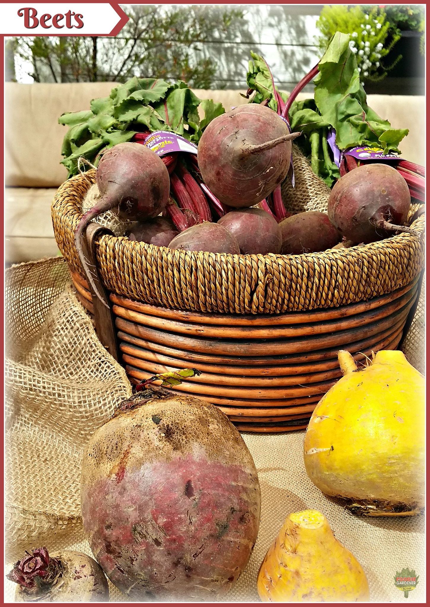 grow-beets-for-cold-season | The Foodie Gardener™
